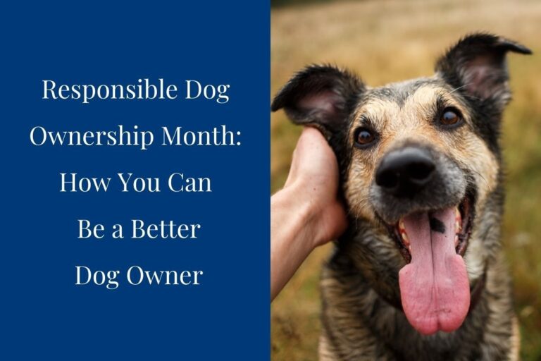 Responsible Dog Ownership Month: How You Can Be a Better Dog Owner